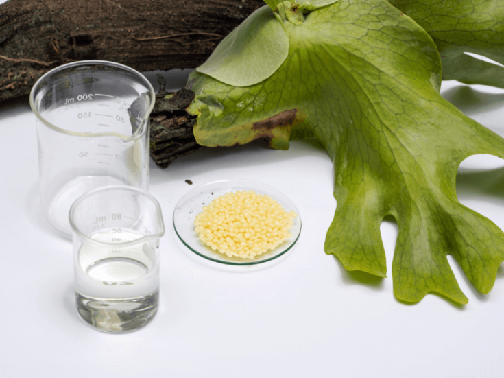 Candelilla Wax Benefits & Uses: Where to Buy + DIY Recipes! - Simple ...