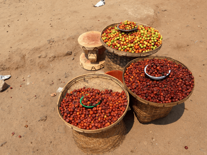 Marula Oil Benefits for For Skin; How to Use, Where to Buy + DIY ...