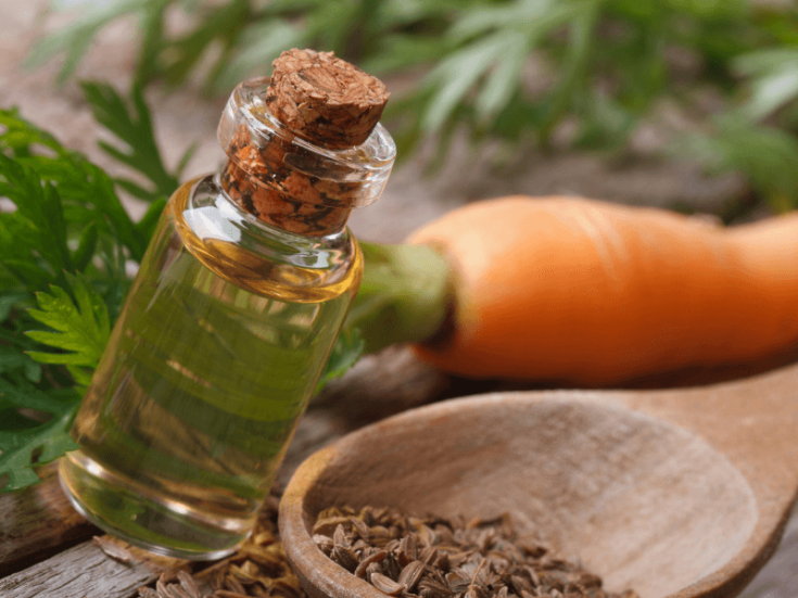 Carrot Seed Oil Benefits for Skin: How to Use; Where to Buy + DIY ...