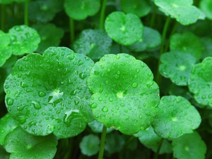 Gotu Kola Benefits for Skin: How to Use, Where to Buy - Simple Pure Beauty